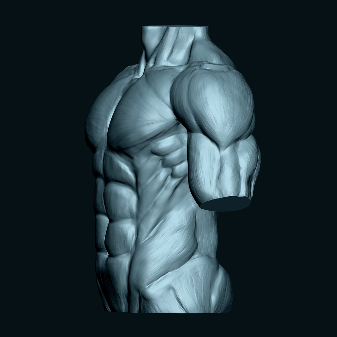 Human Torso 3D Model - TurboSquid 2195063