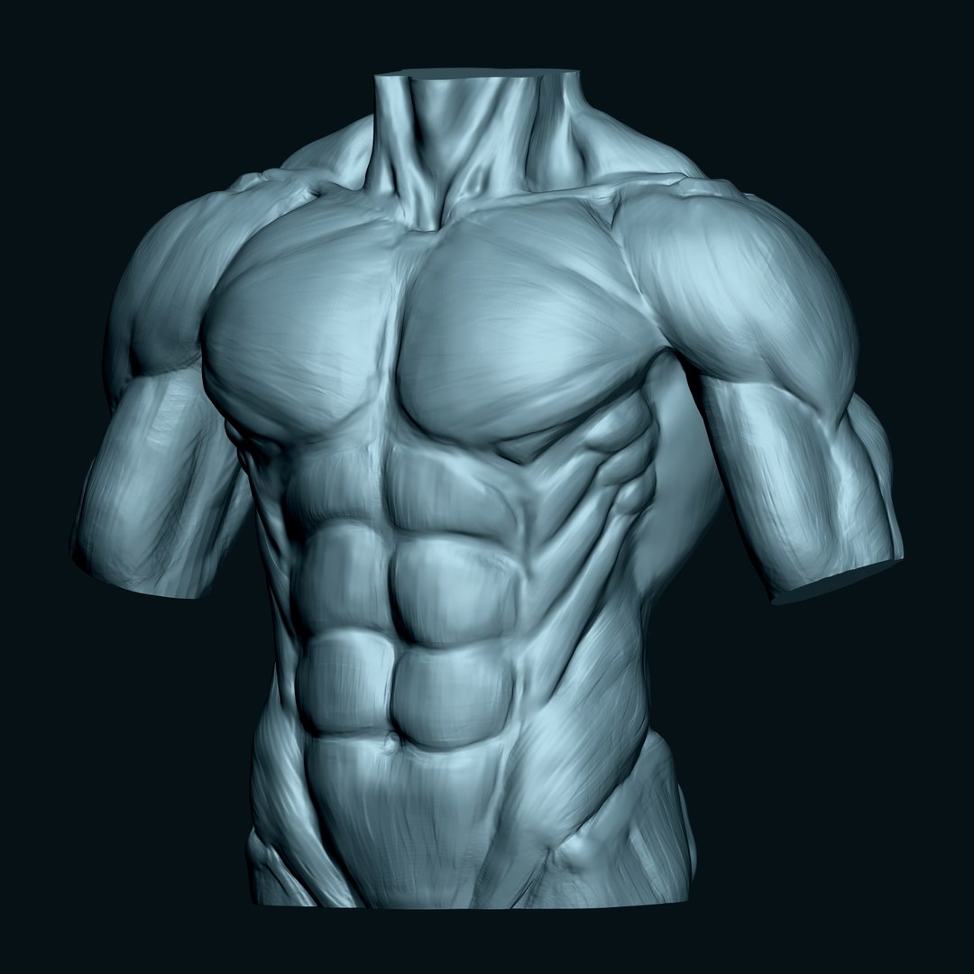 Human Torso 3D Model - TurboSquid 2195063
