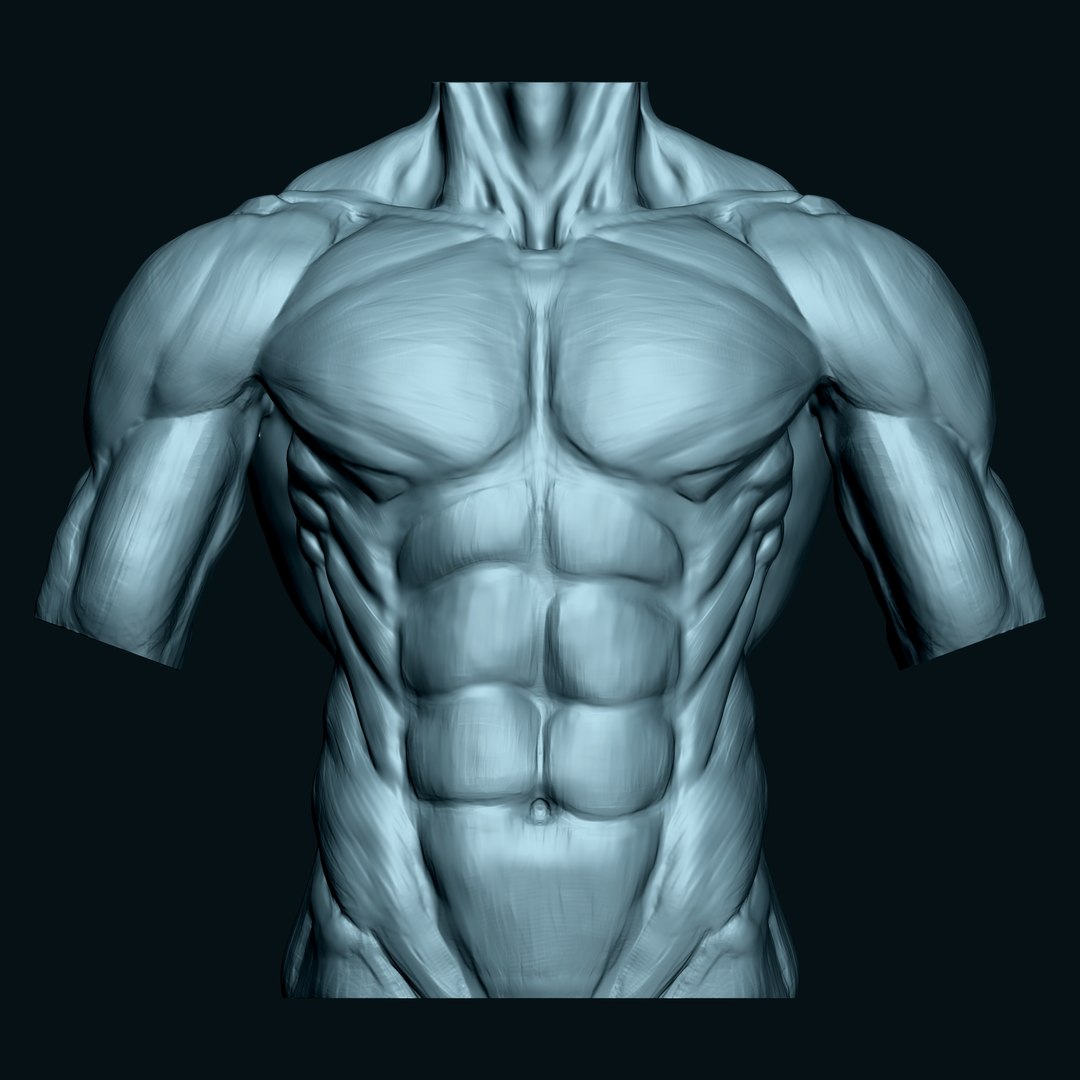 Human Torso 3D Model - TurboSquid 2195063