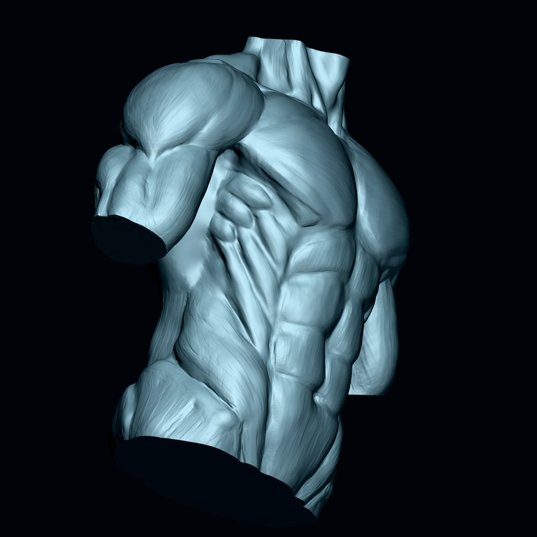 Human Torso 3D Model - TurboSquid 2195063