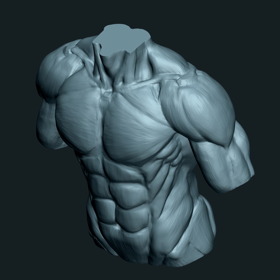 Human Torso 3D Model - TurboSquid 2195063