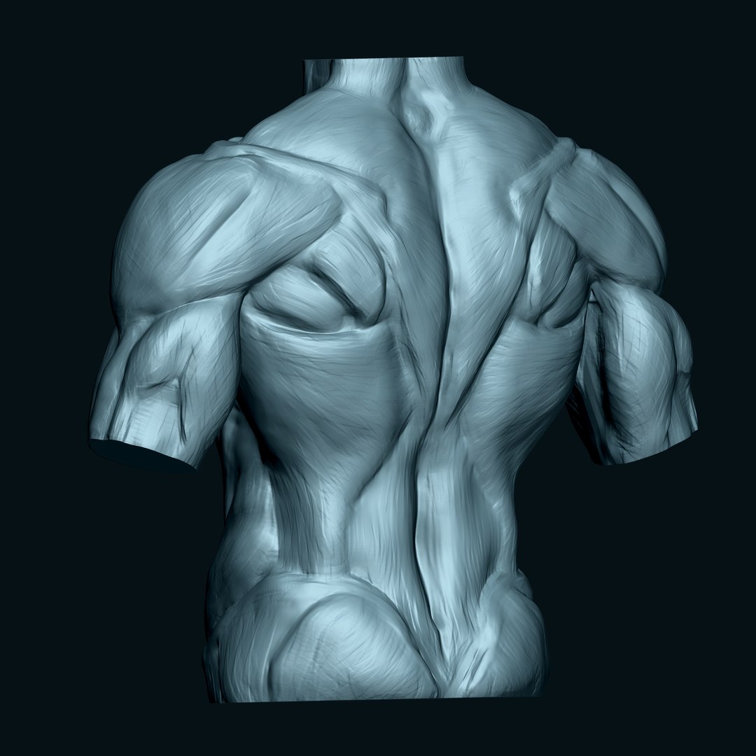 Human Torso 3D Model - TurboSquid 2195063