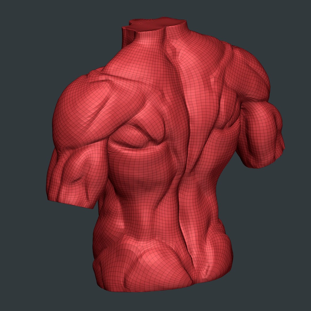 Human Torso 3D Model - TurboSquid 2195063