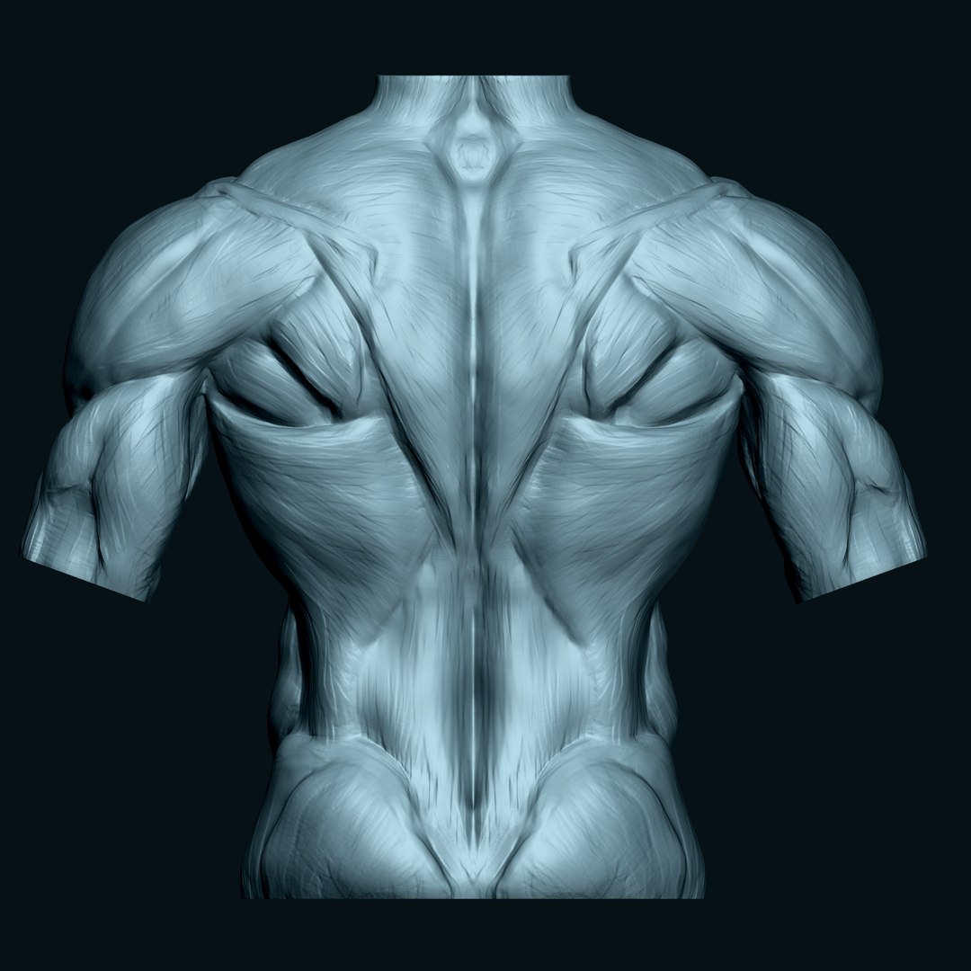 Human Torso 3D Model - TurboSquid 2195063