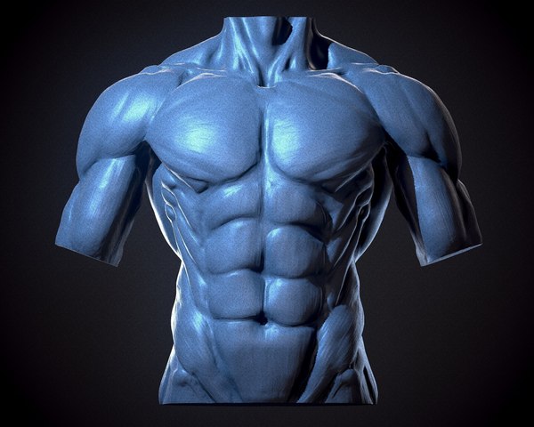 modelo 3d torso humano - TurboSquid 2195063