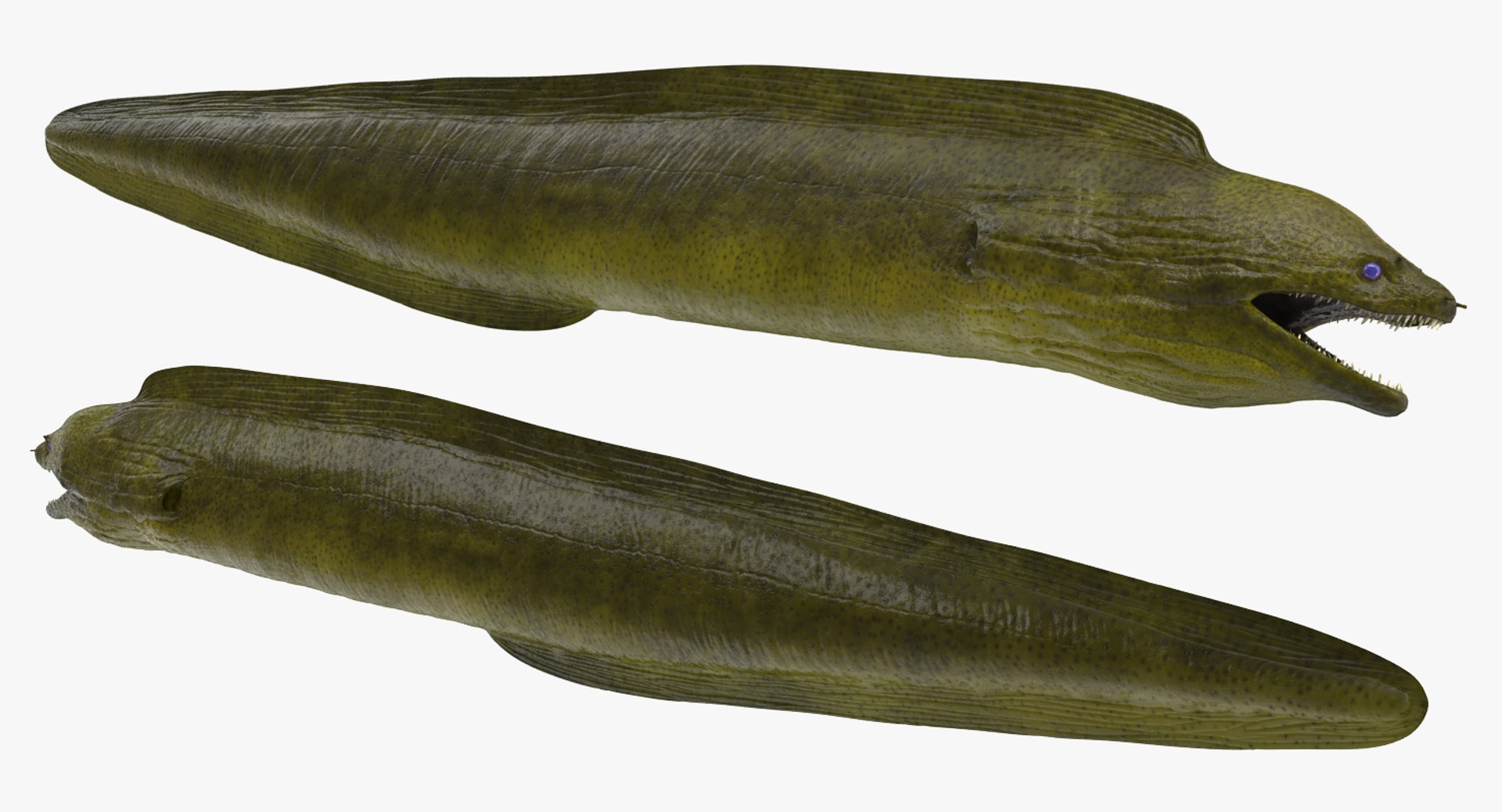 3d Model Murena Rigged