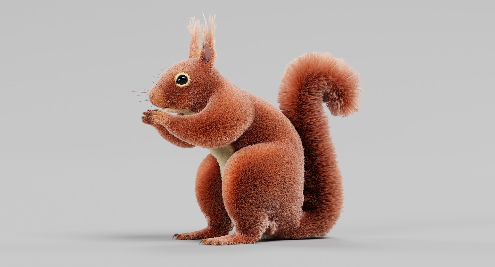 American Squirrel 3D Model - TurboSquid 1277598