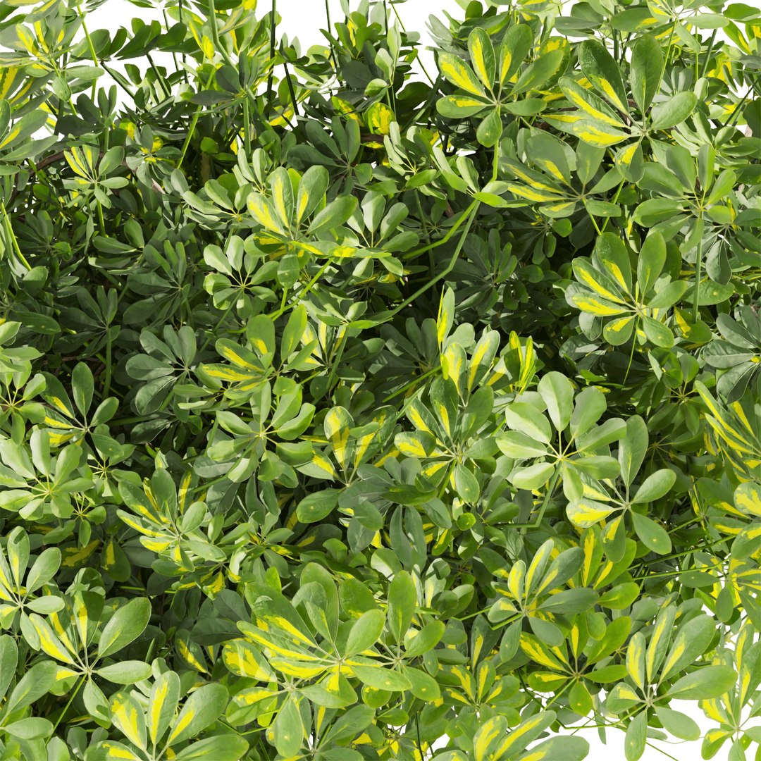 Collection plant vol 494 - Outdoor - bush - ivy - Schefflera - 3dsmax ...