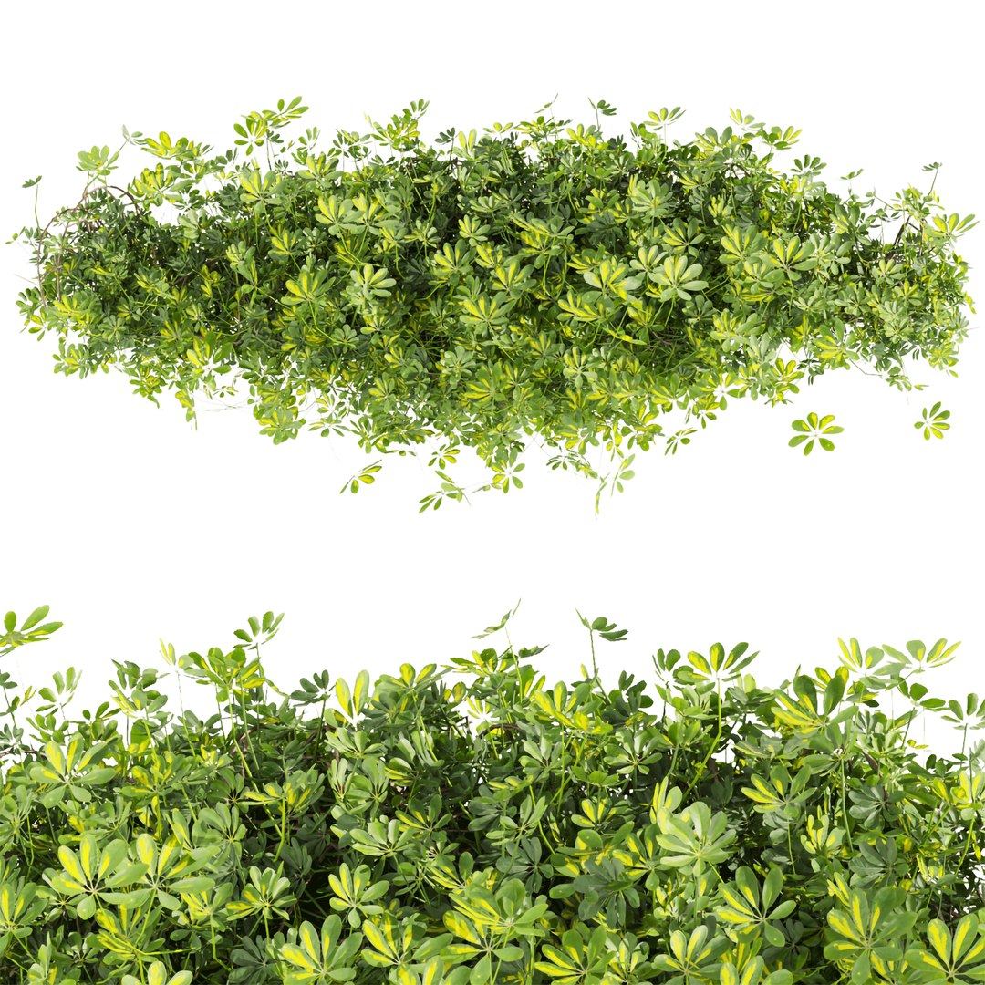 Collection plant vol 494 - Outdoor - bush - ivy - Schefflera - 3dsmax ...