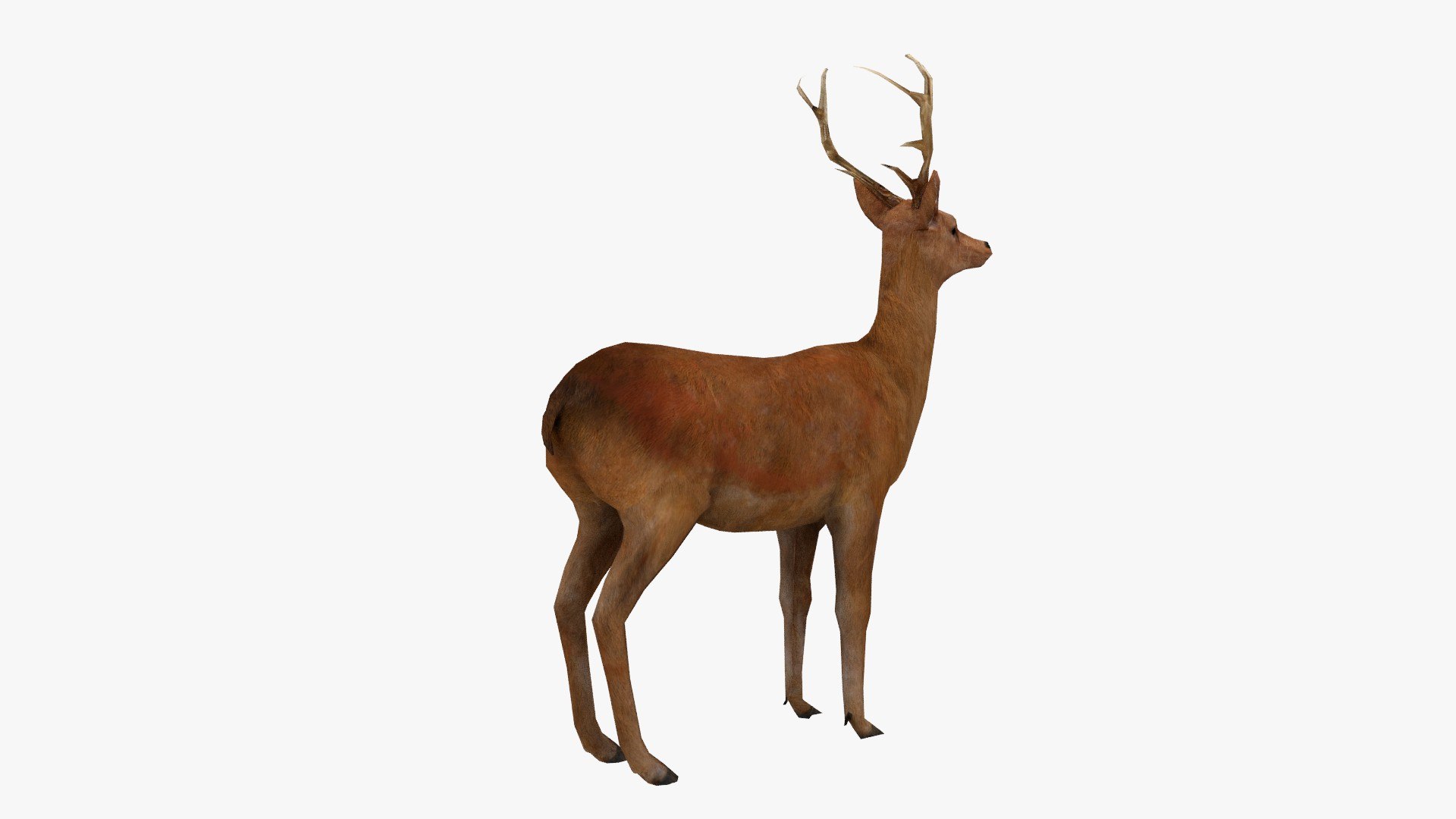 3d Deer Ready Rig Model