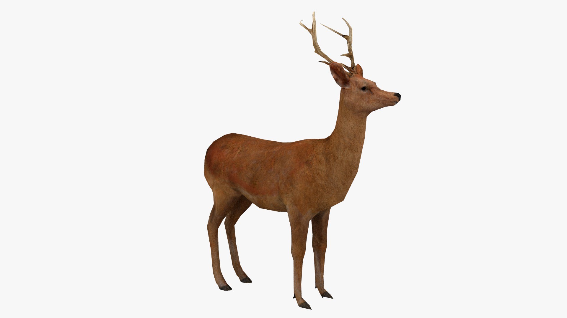 3d Deer Ready Rig Model