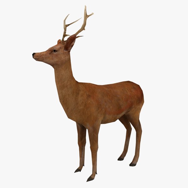 3d deer ready rig model
