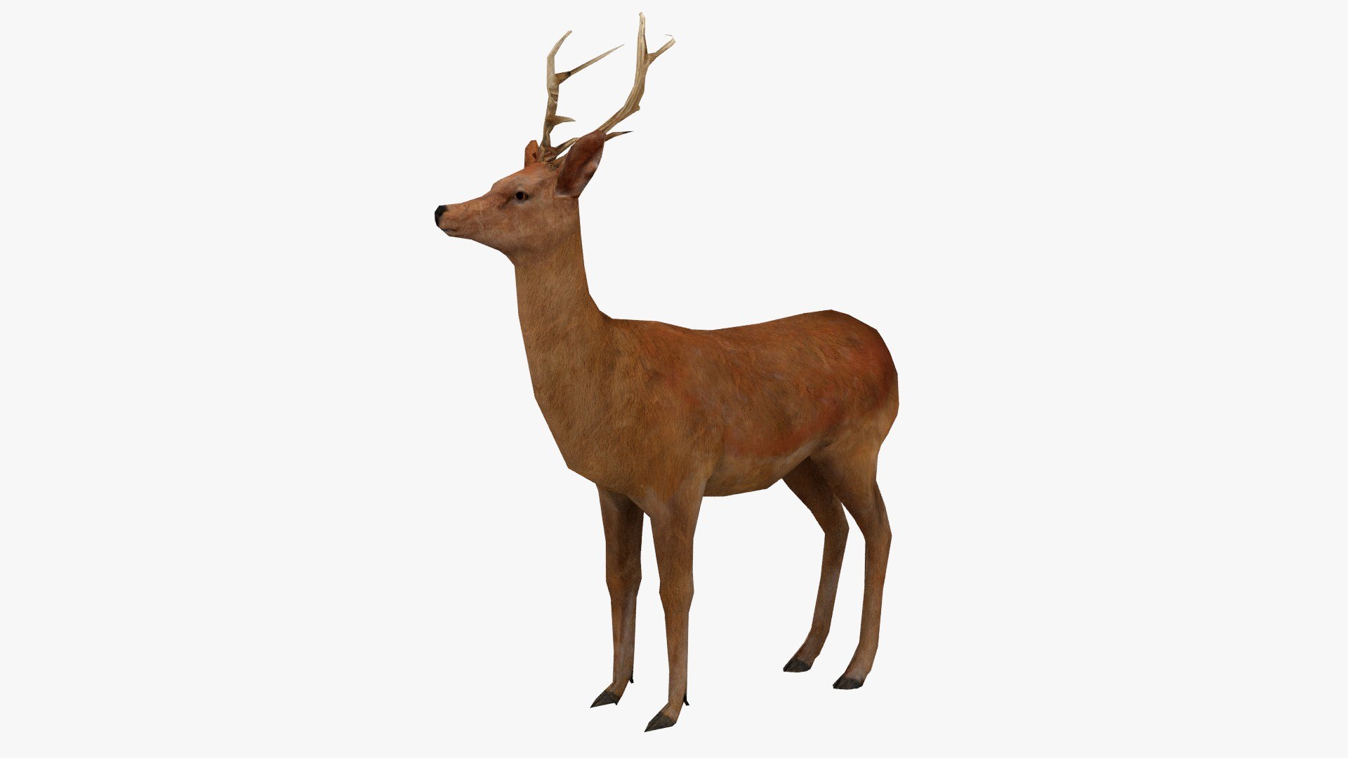 3d Deer Ready Rig Model