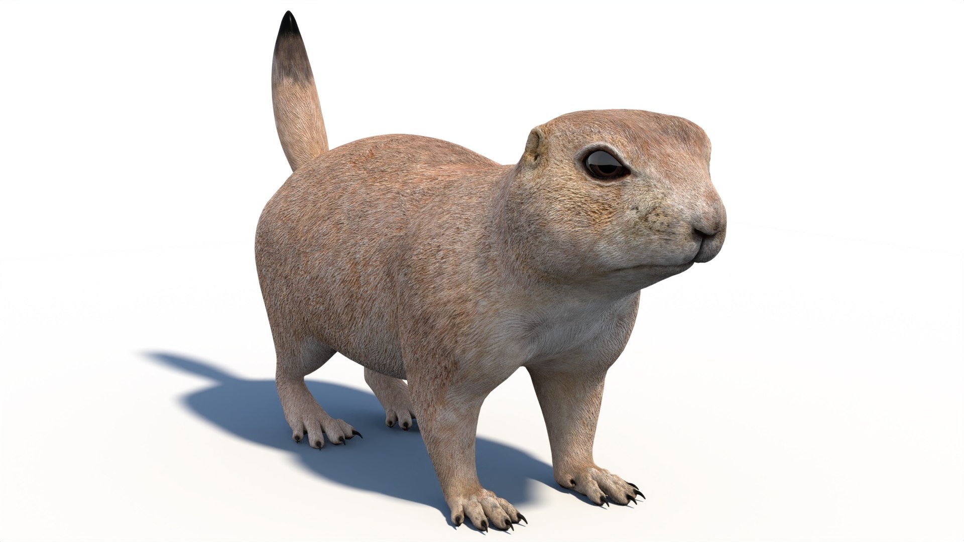 3D Prairie Dog 3D Model Model - TurboSquid 2274926