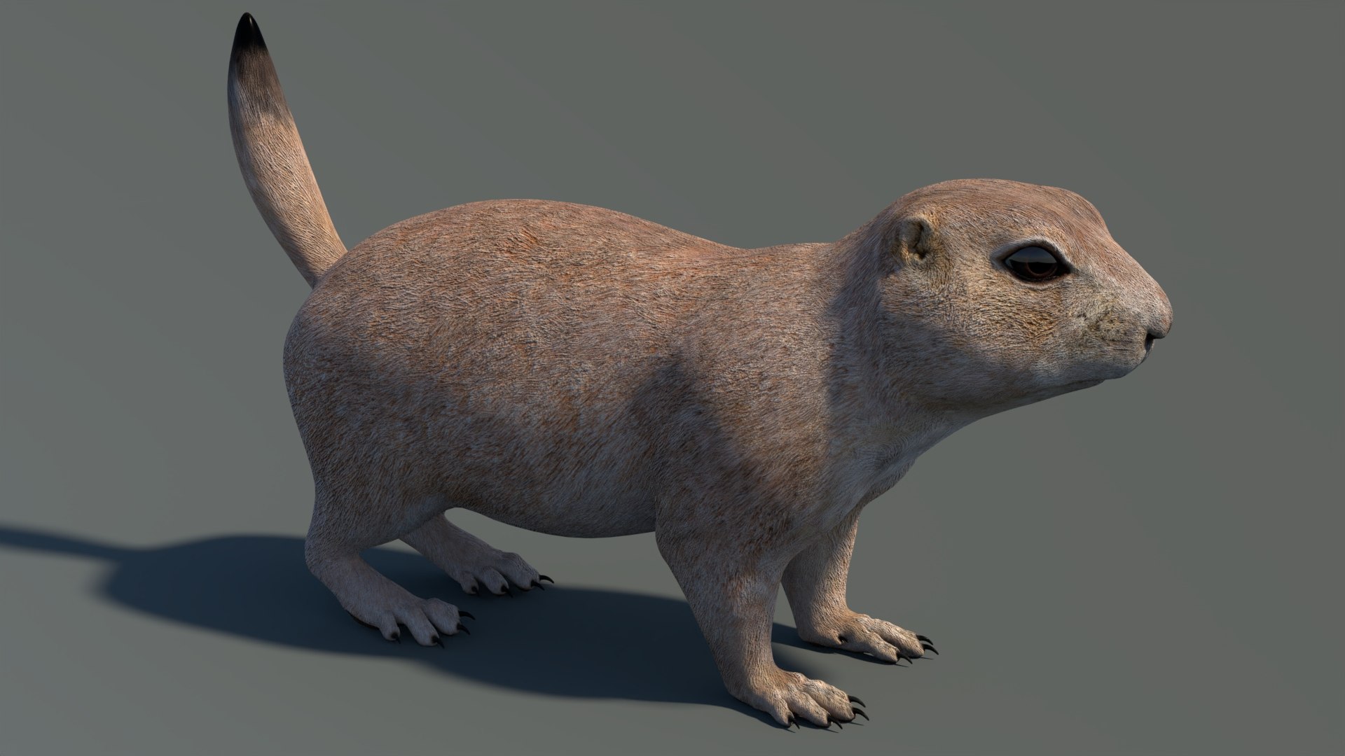 3D Prairie Dog 3D Model Model - TurboSquid 2274926
