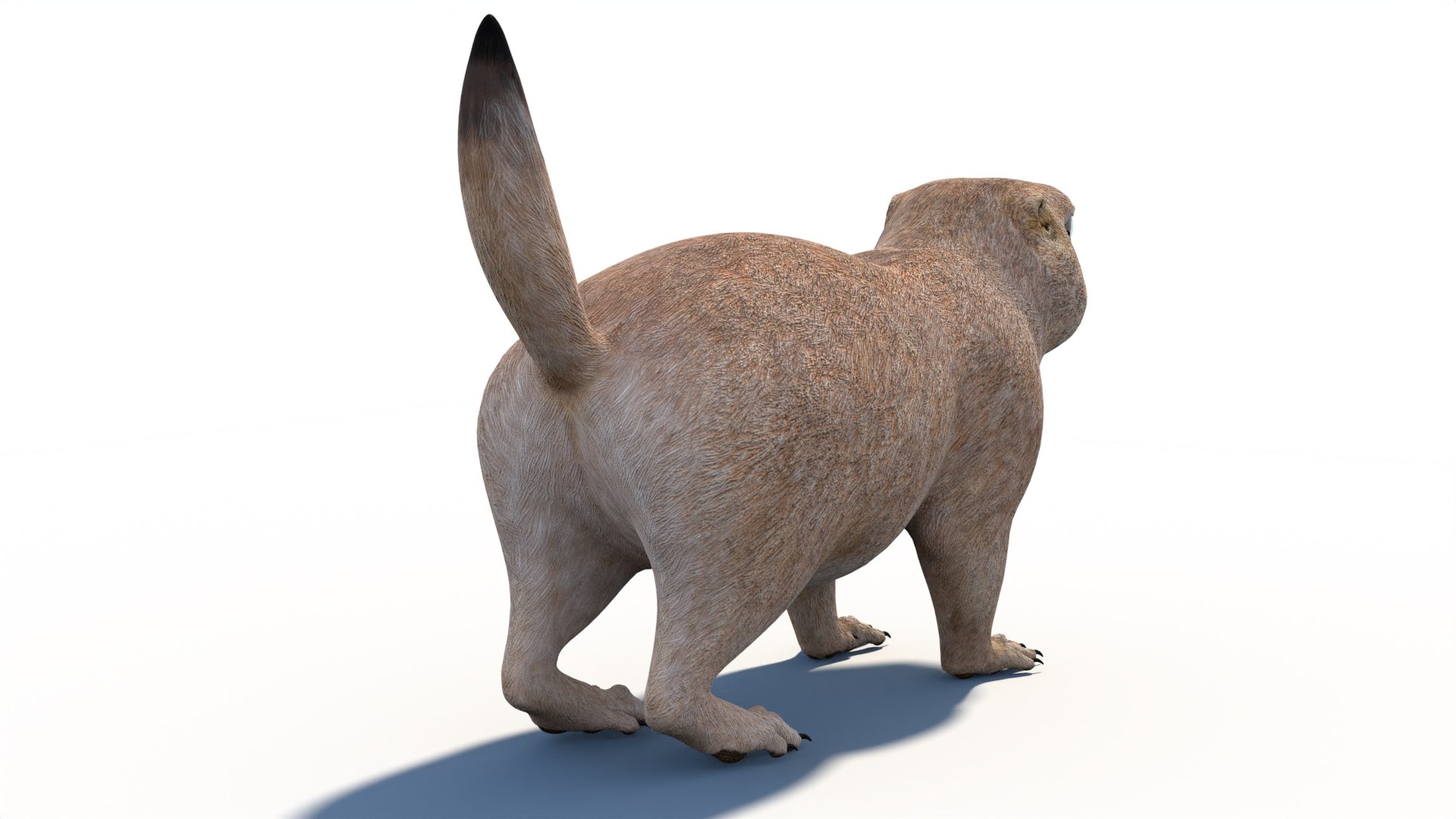3D Prairie Dog 3D Model Model - TurboSquid 2274926