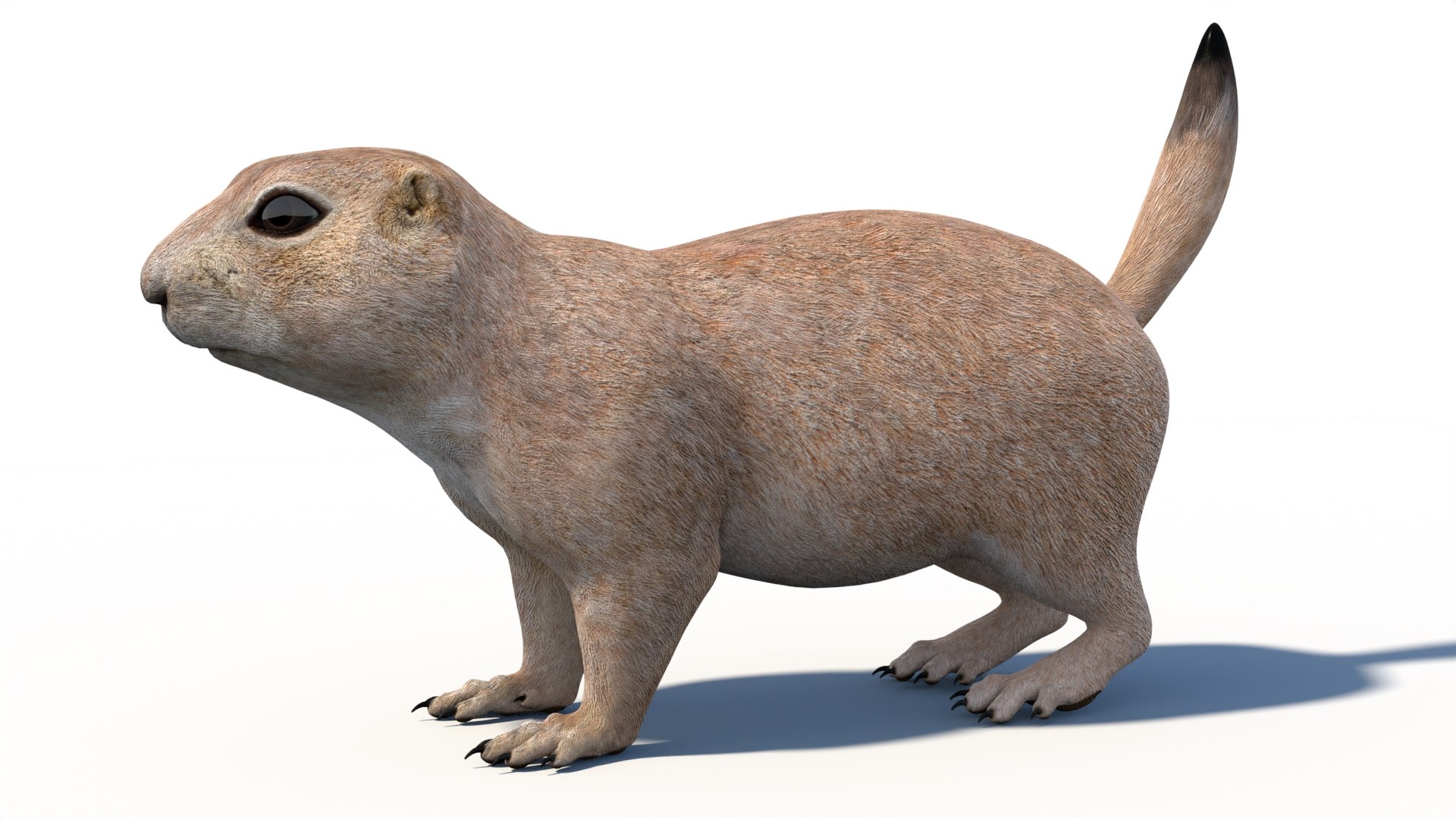3D Prairie Dog 3D Model Model - TurboSquid 2274926