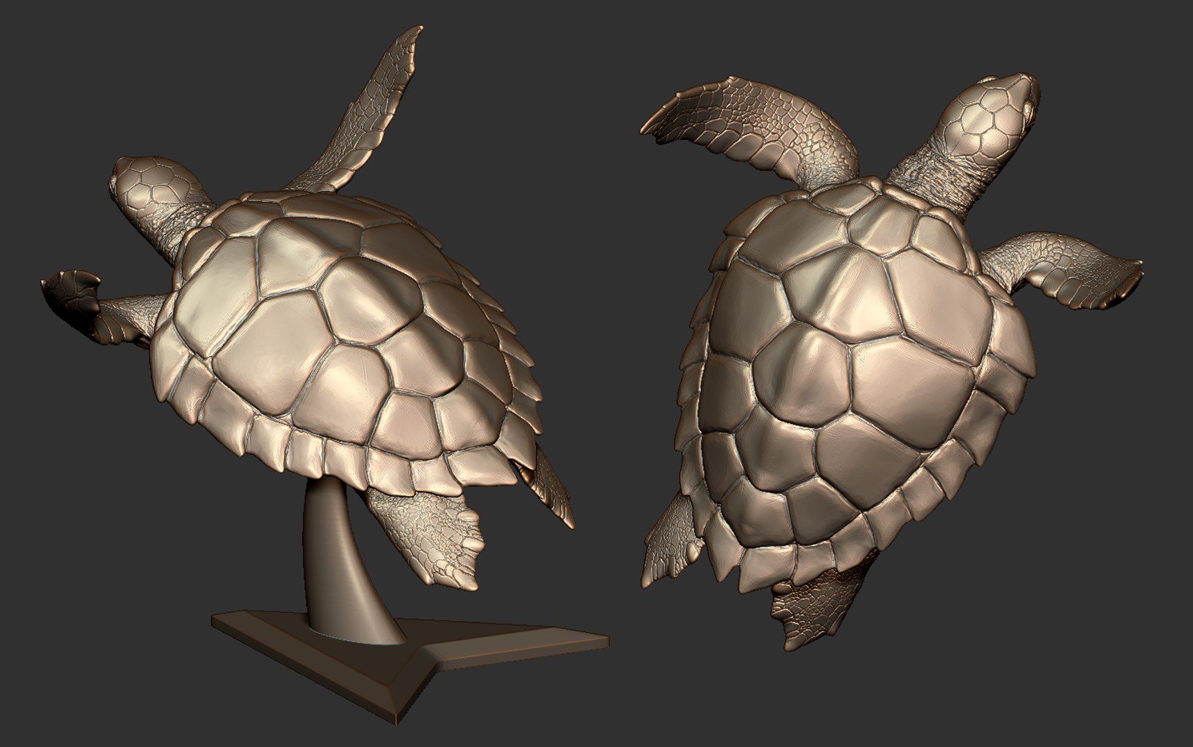 3D Turtle Model - TurboSquid 1894198