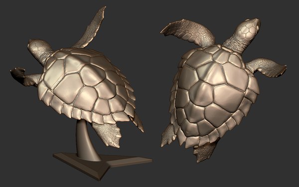 modelo 3d Tortuga - TurboSquid 1894198