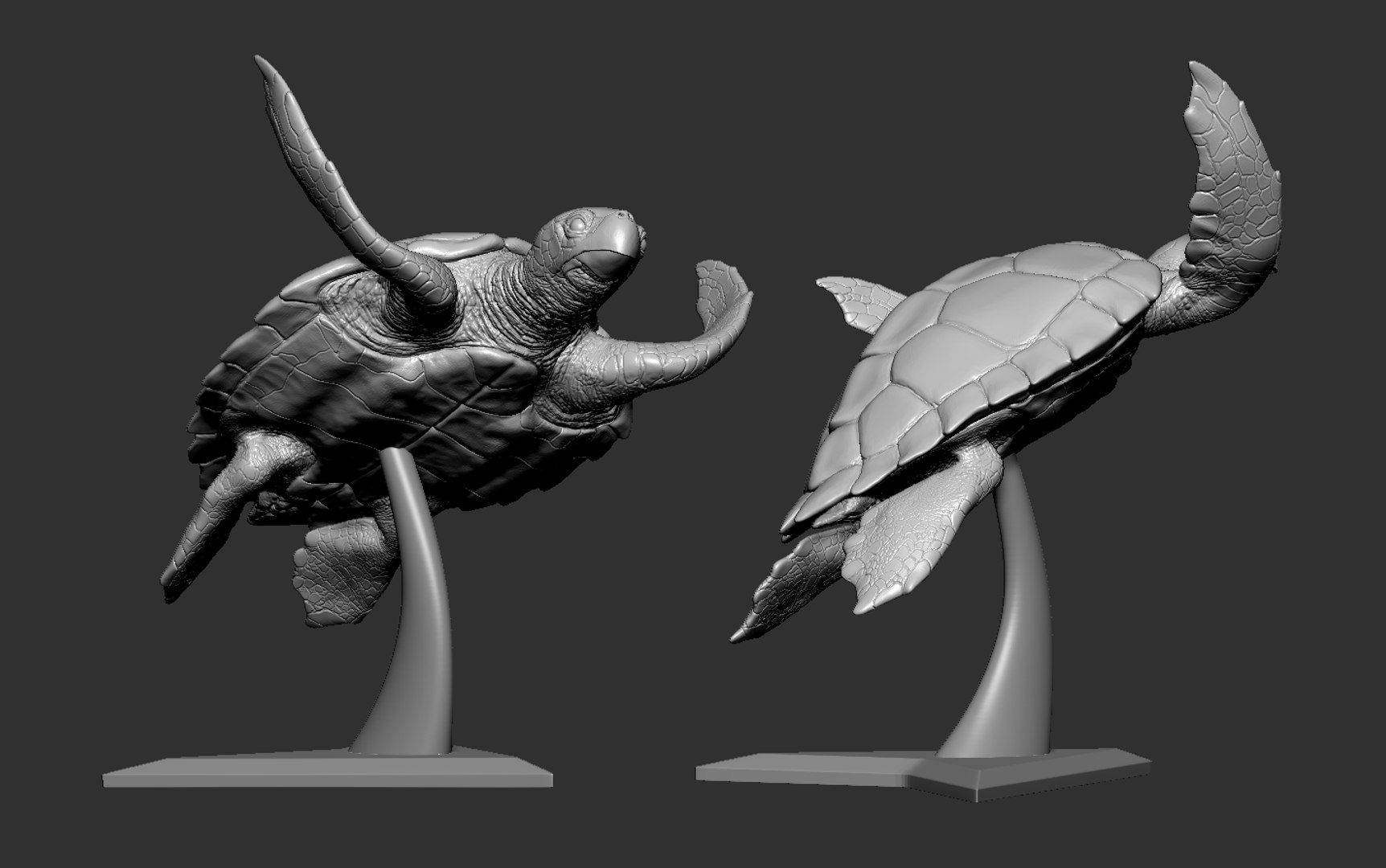 3D Turtle Model - TurboSquid 1894198