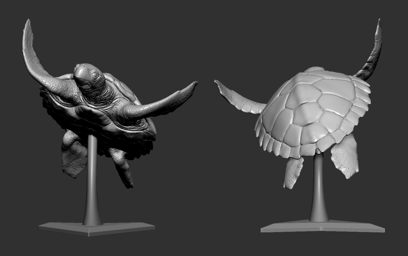 3D Turtle Model - TurboSquid 1894198