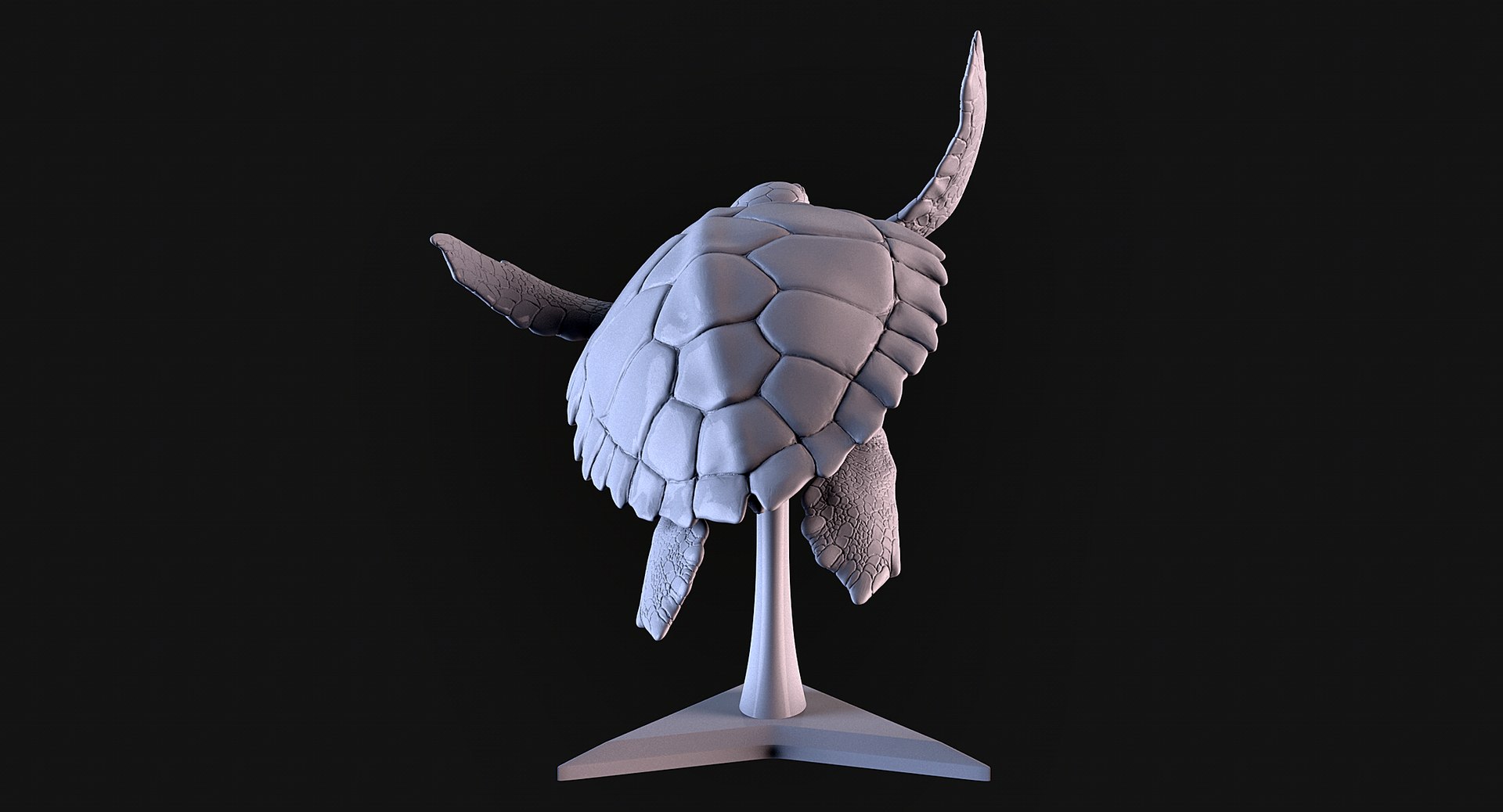 3D Turtle Model - TurboSquid 1894198