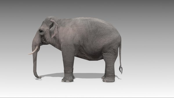 elephant animations 3d model