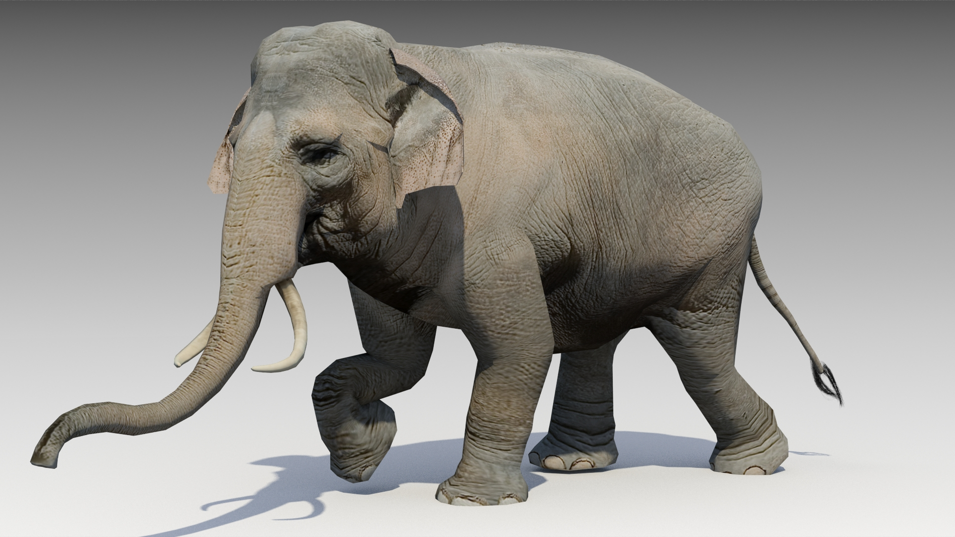 elephant animations 3d model