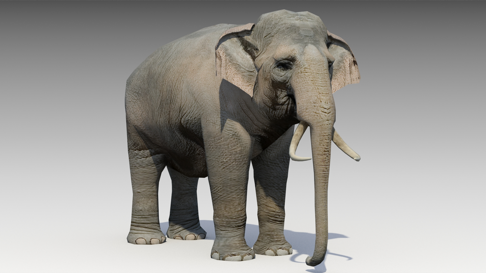 elephant animations 3d model