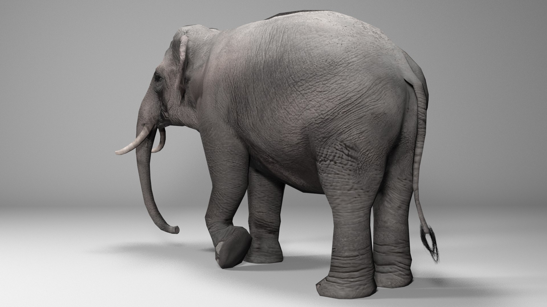 Elephant Animations 3d Model