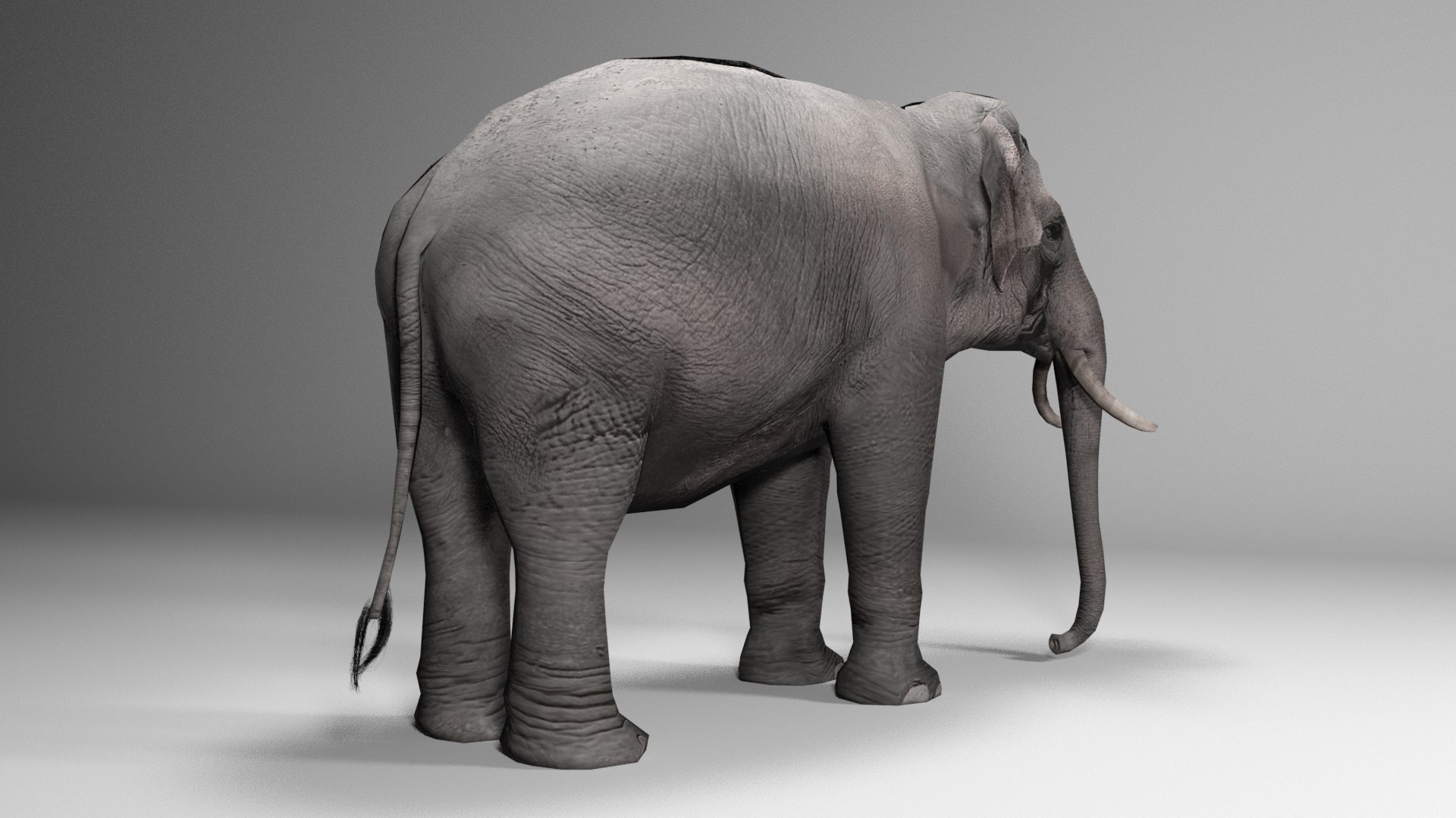 Elephant Animations 3d Model