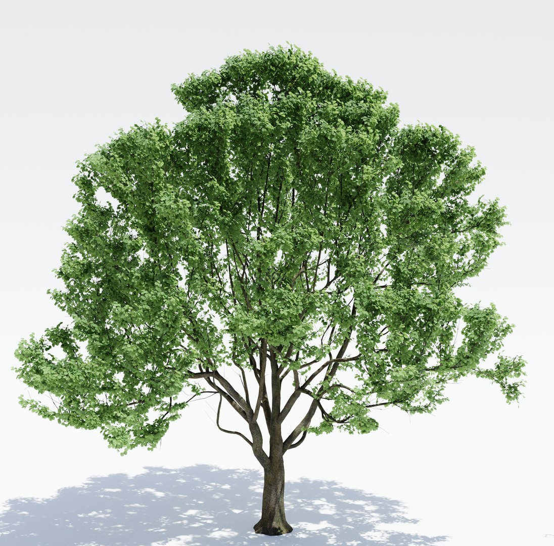 Tree Alnus 3D Model - TurboSquid 1608644