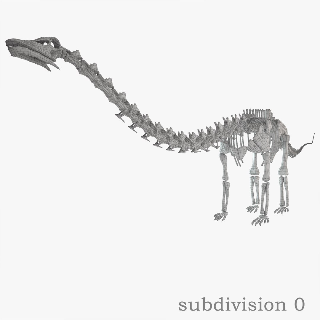 Diplodocus Skeleton 3D - TurboSquid 1165511