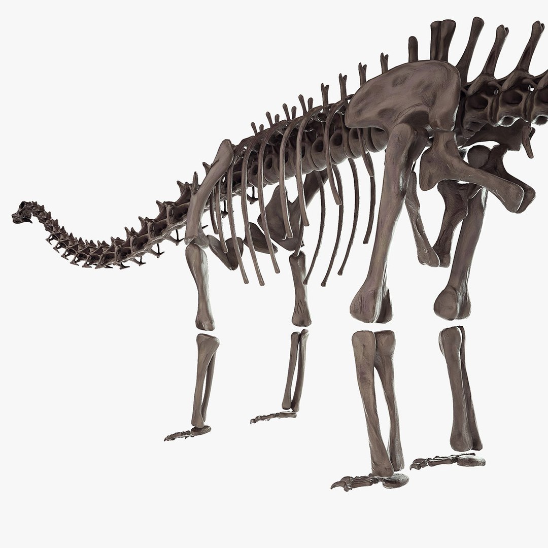 Diplodocus Skeleton 3D - TurboSquid 1165511