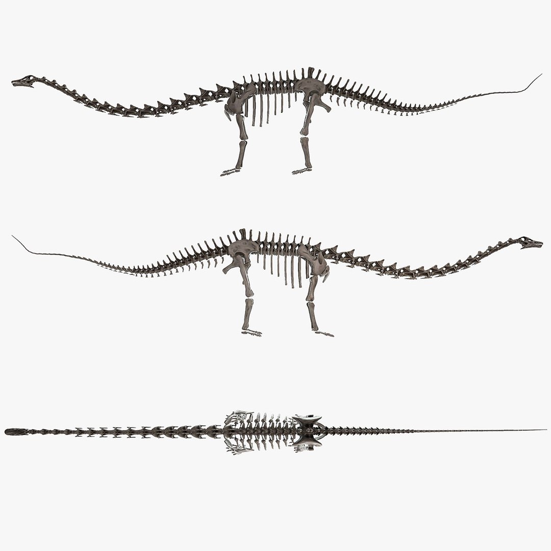 Diplodocus Skeleton 3D - TurboSquid 1165511