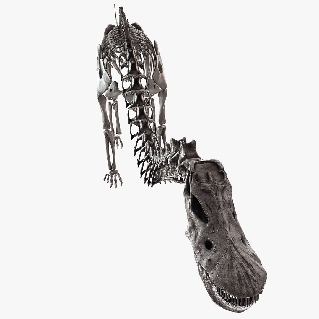 Diplodocus Skeleton 3D - TurboSquid 1165511