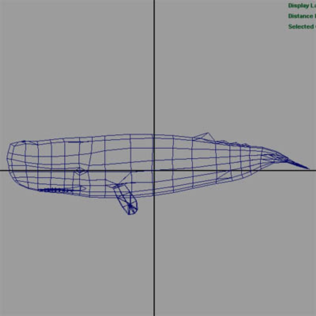 sperm whale 3d model