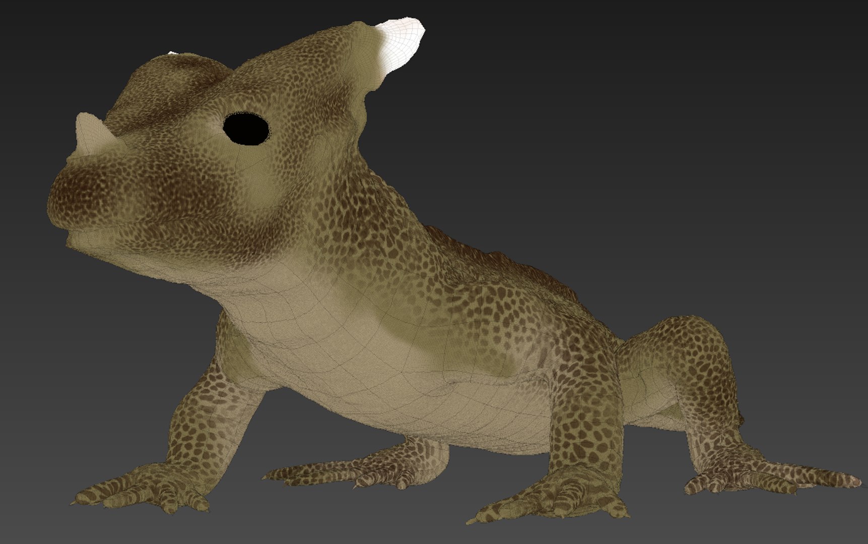 3d Reptiles Lizard Horned Model