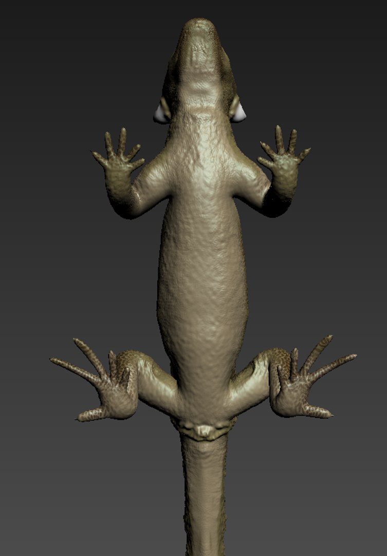 3d Reptiles Lizard Horned Model
