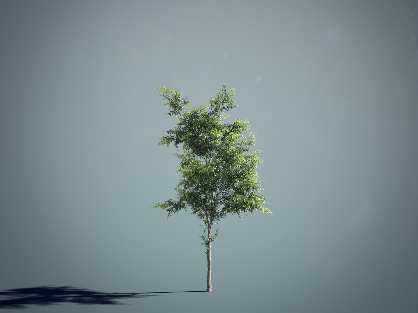 3d Tree 01