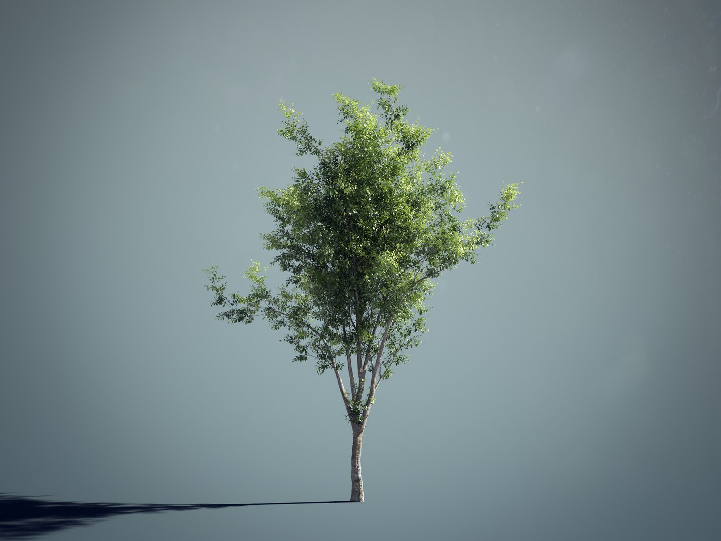 3d Tree 01