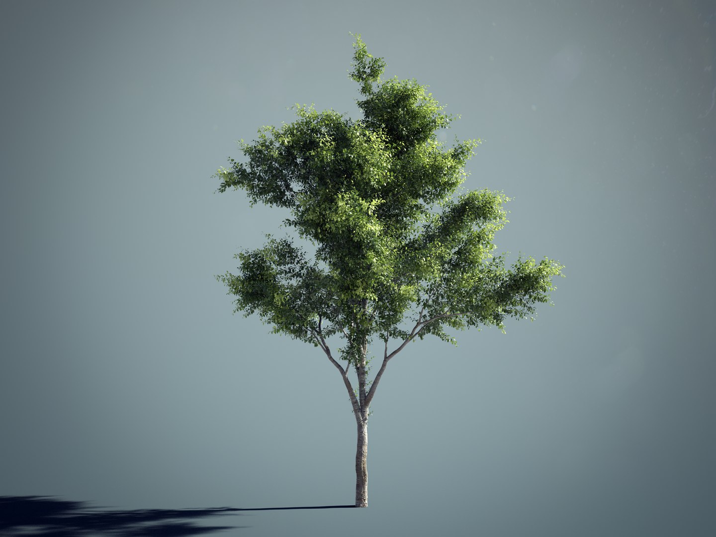 3d Tree 01