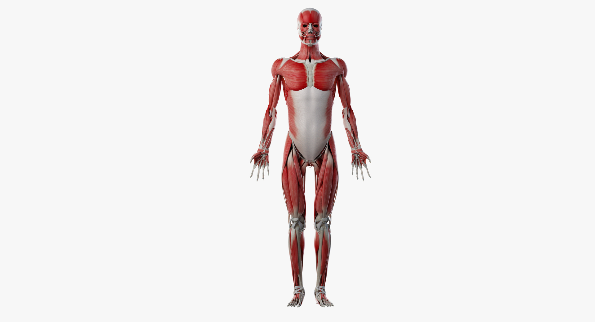3D model skin male skeleton muscles - TurboSquid 1511072