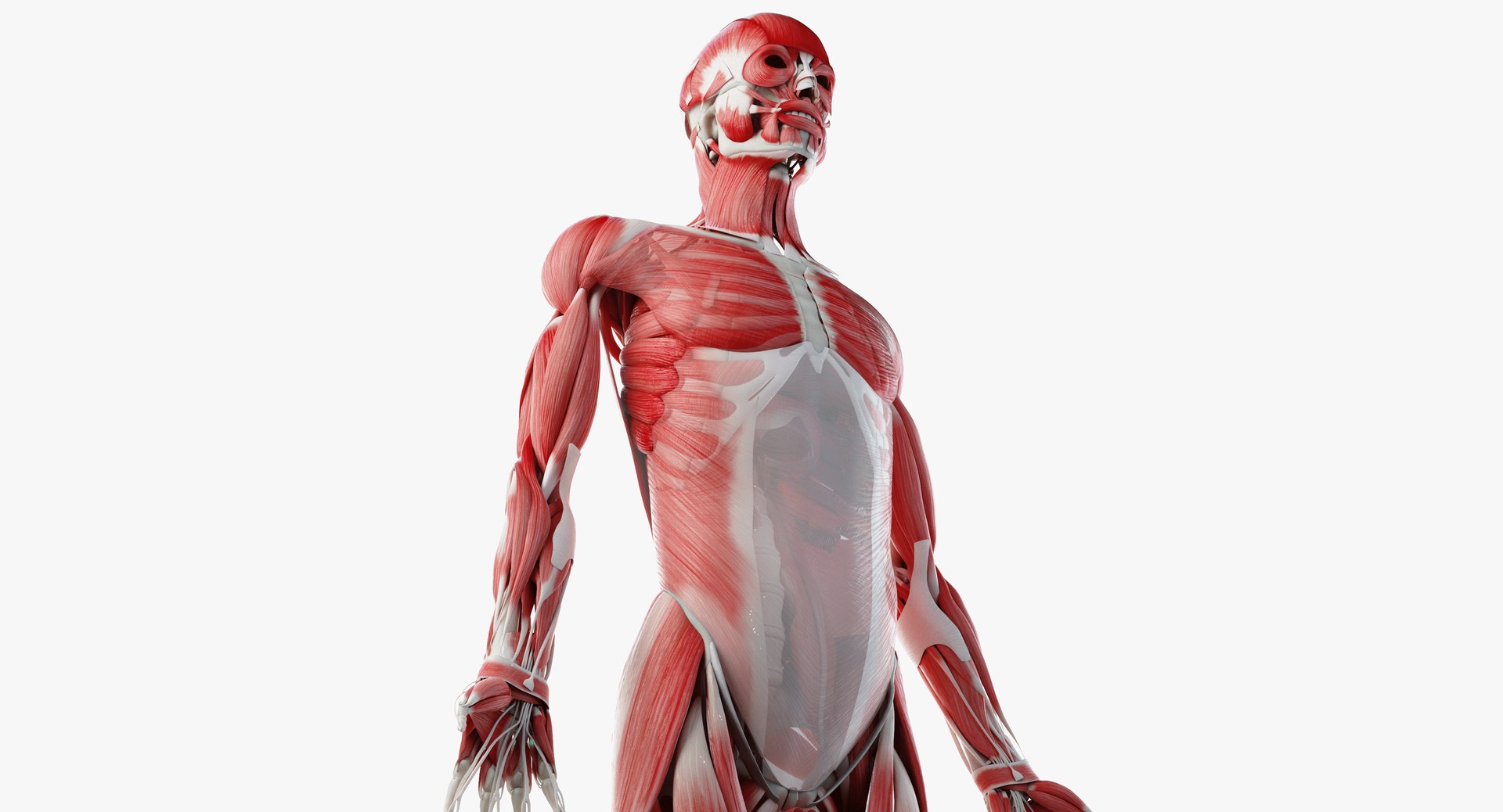 3D Model Skin Male Skeleton Muscles - TurboSquid 1511072