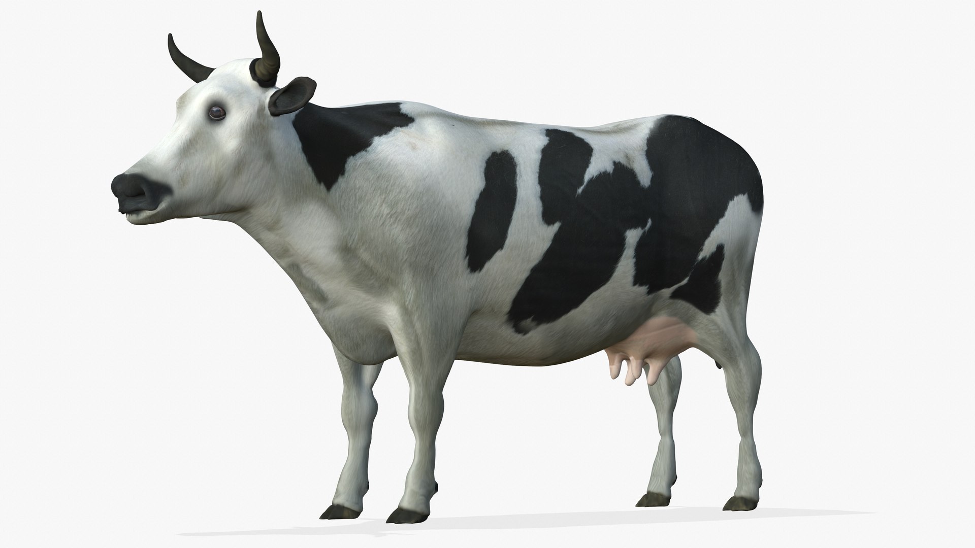 Cartoon Cow Holstein 3D - TurboSquid 1824708