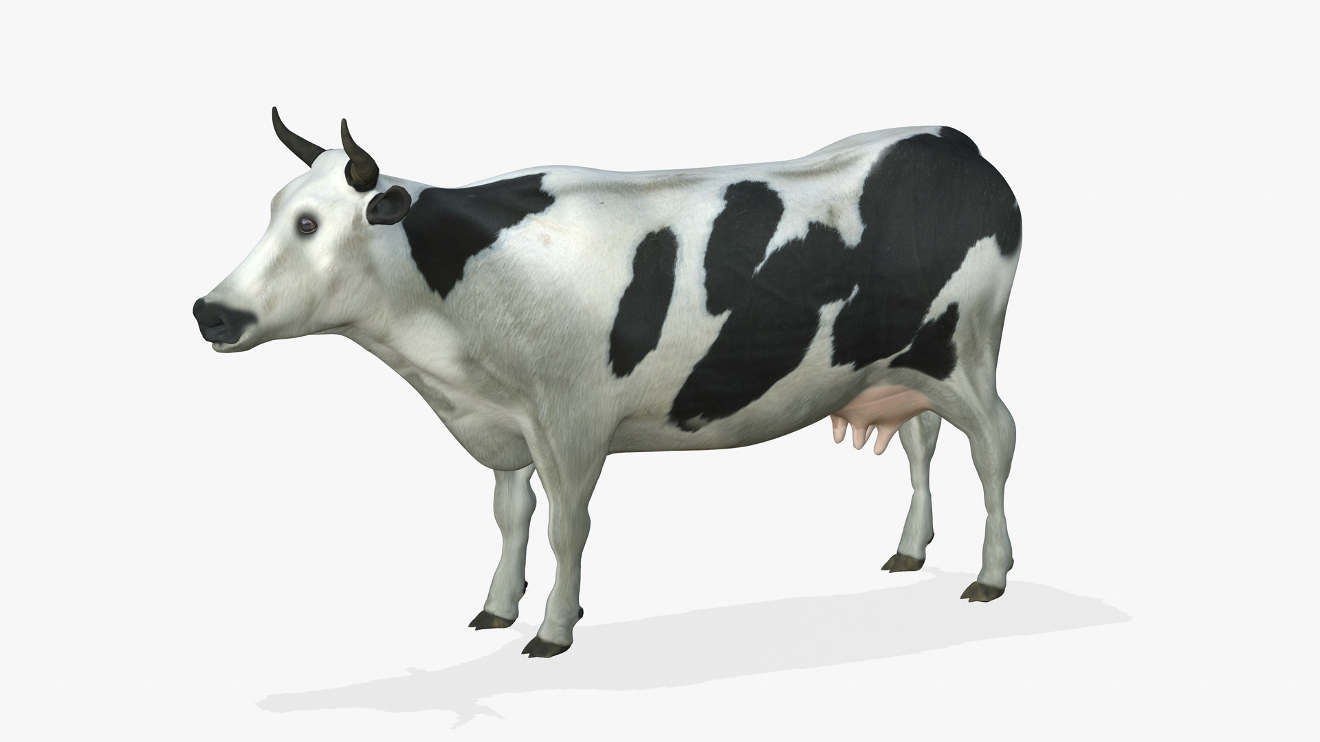 Cartoon Cow Holstein 3D - TurboSquid 1824708