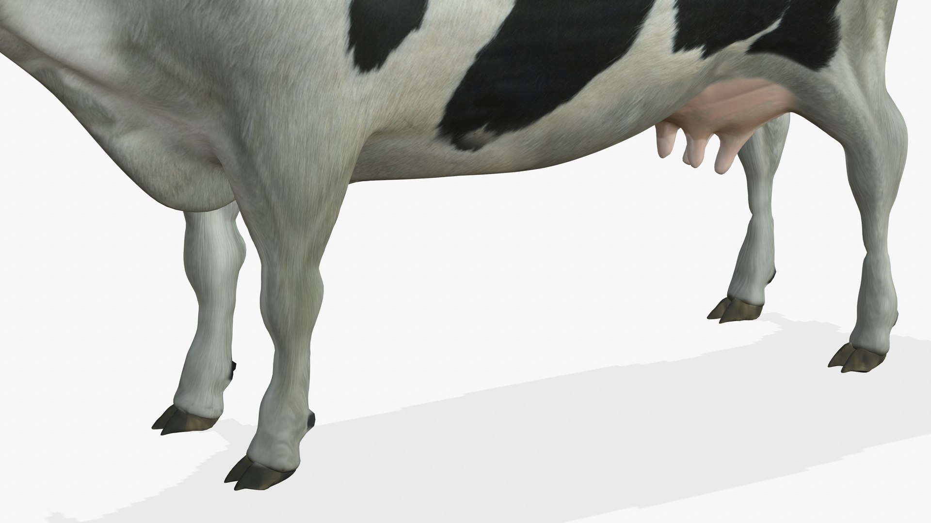 Cartoon Cow Holstein 3D - TurboSquid 1824708