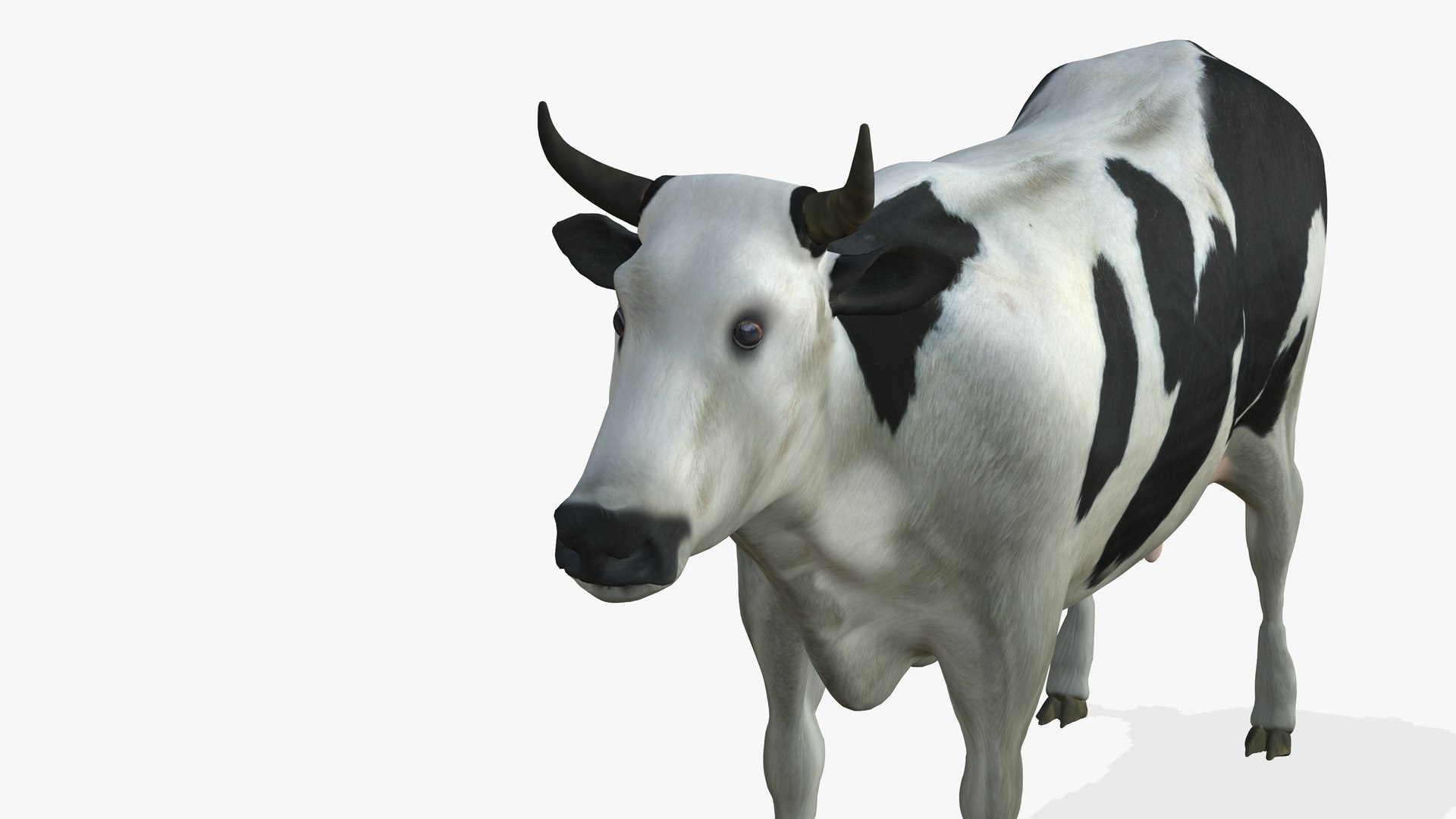 Cartoon Cow Holstein 3D - TurboSquid 1824708