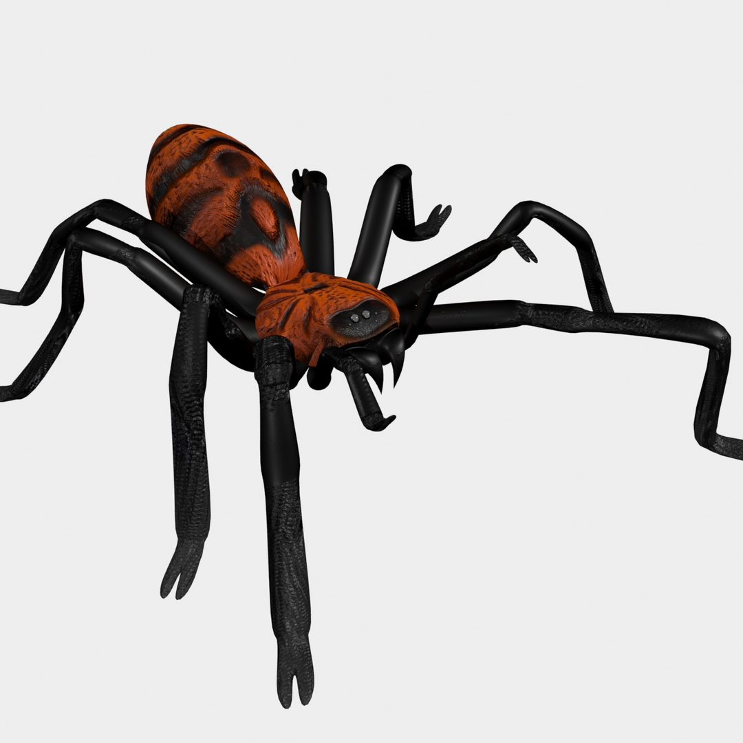Tarantula tiger rump 3D model - TurboSquid 1256473