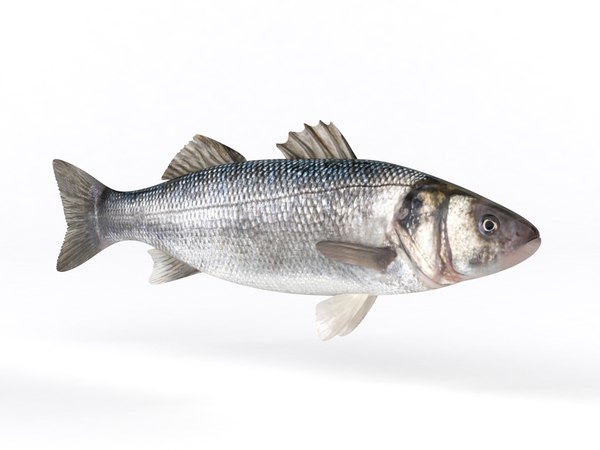 Poisson Bar Png Bass Fishing, Fishing, Fauna, Fish Products Png
